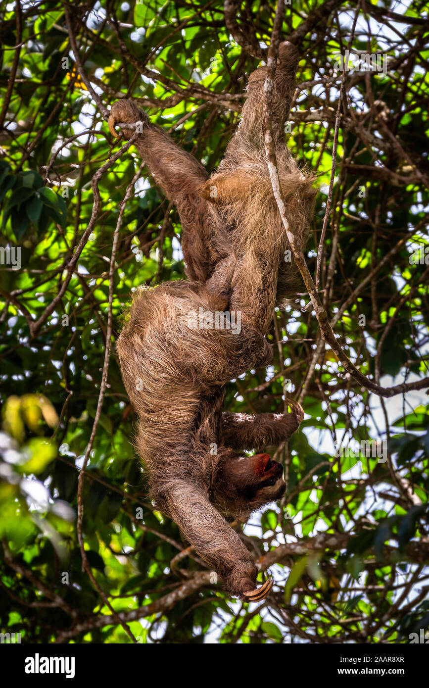 Image series of 2 young male brown-throated three-toed sloths fighting ...
