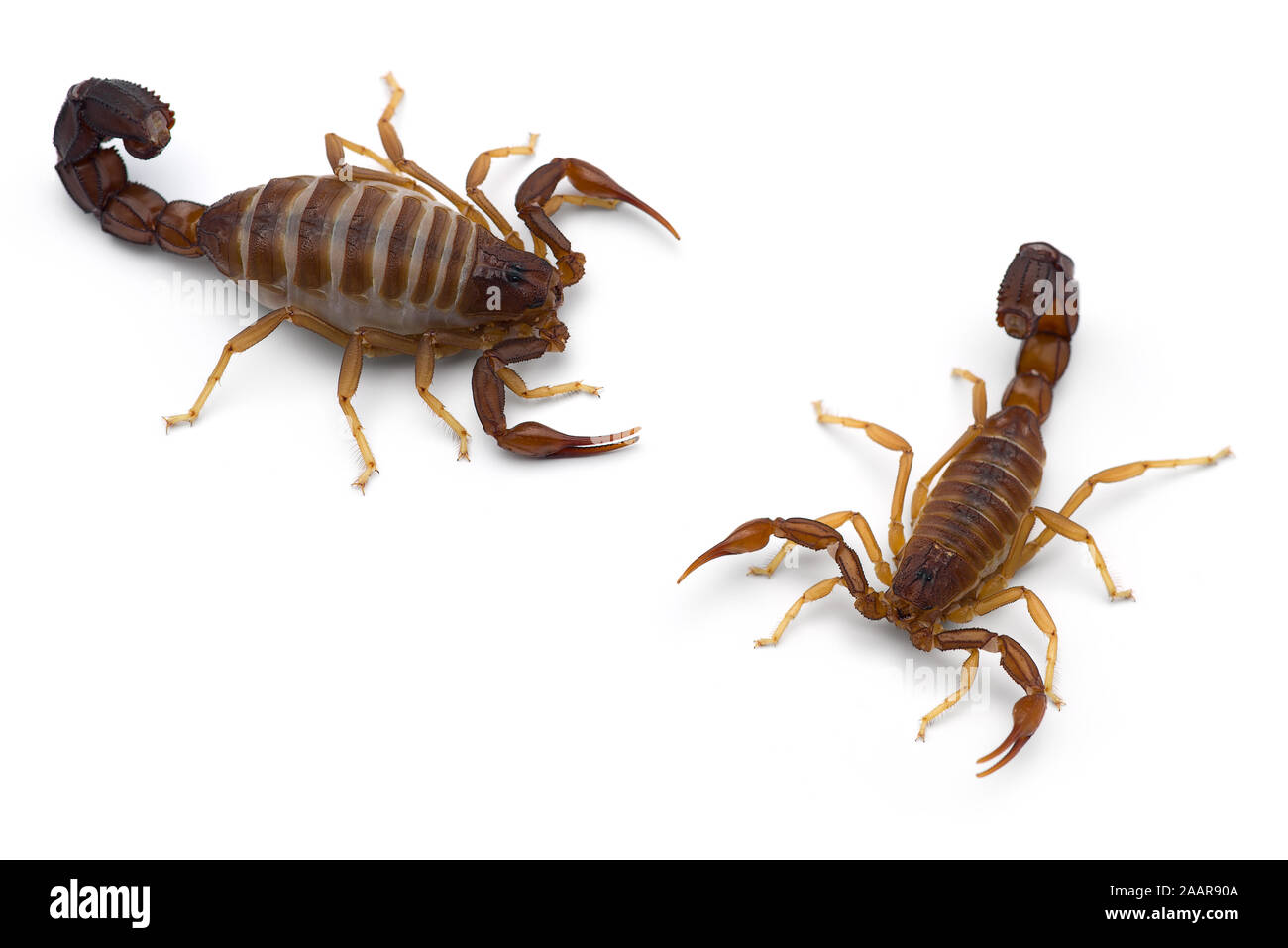 African venom Scorpion isolated on white background Stock Photo - Alamy
