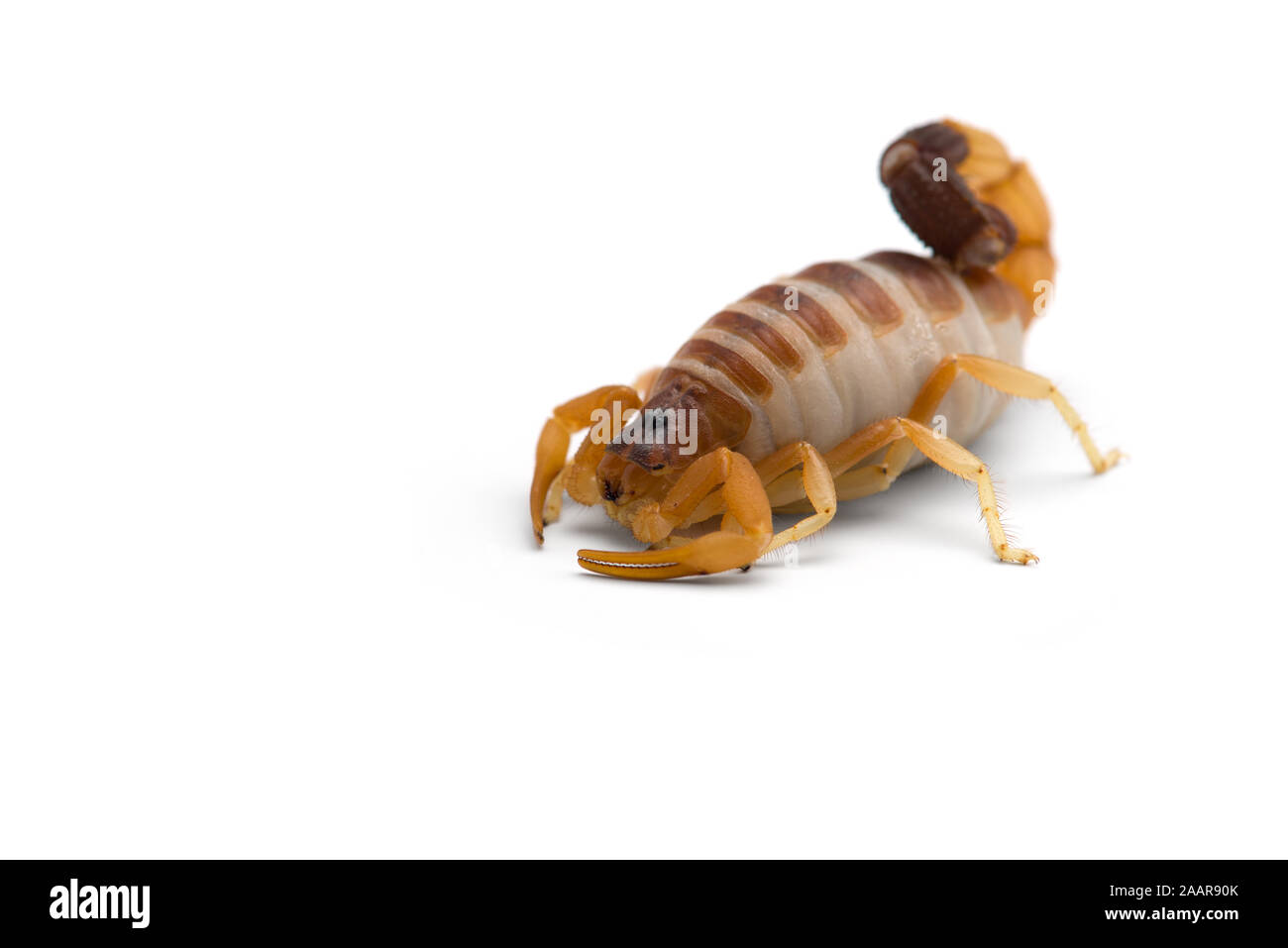 African venom Scorpion isolated on white background Stock Photo - Alamy