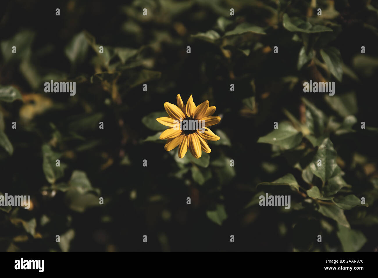 Beach daisy hi-res stock photography and images - Alamy