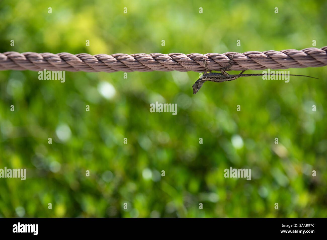 Gecko on rope hi-res stock photography and images - Alamy
