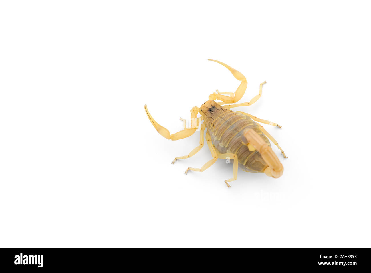 African venom Scorpion isolated on white background Stock Photo - Alamy