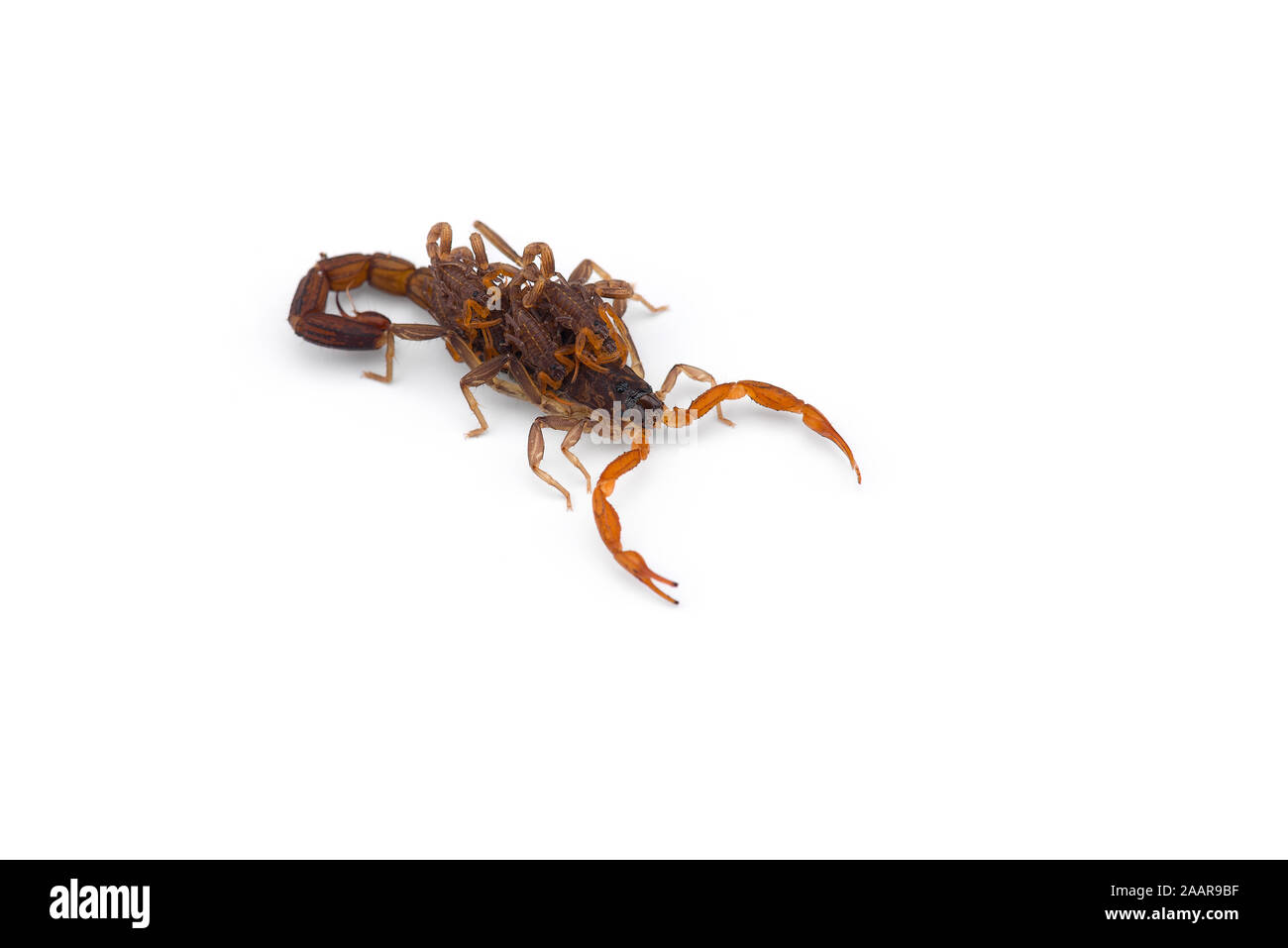 African venom Scorpion isolated on white background Stock Photo - Alamy