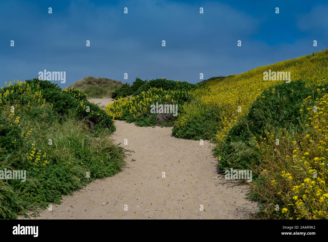 Kehoe Beach trail to the ocean in the spring at Point Reyes National ...