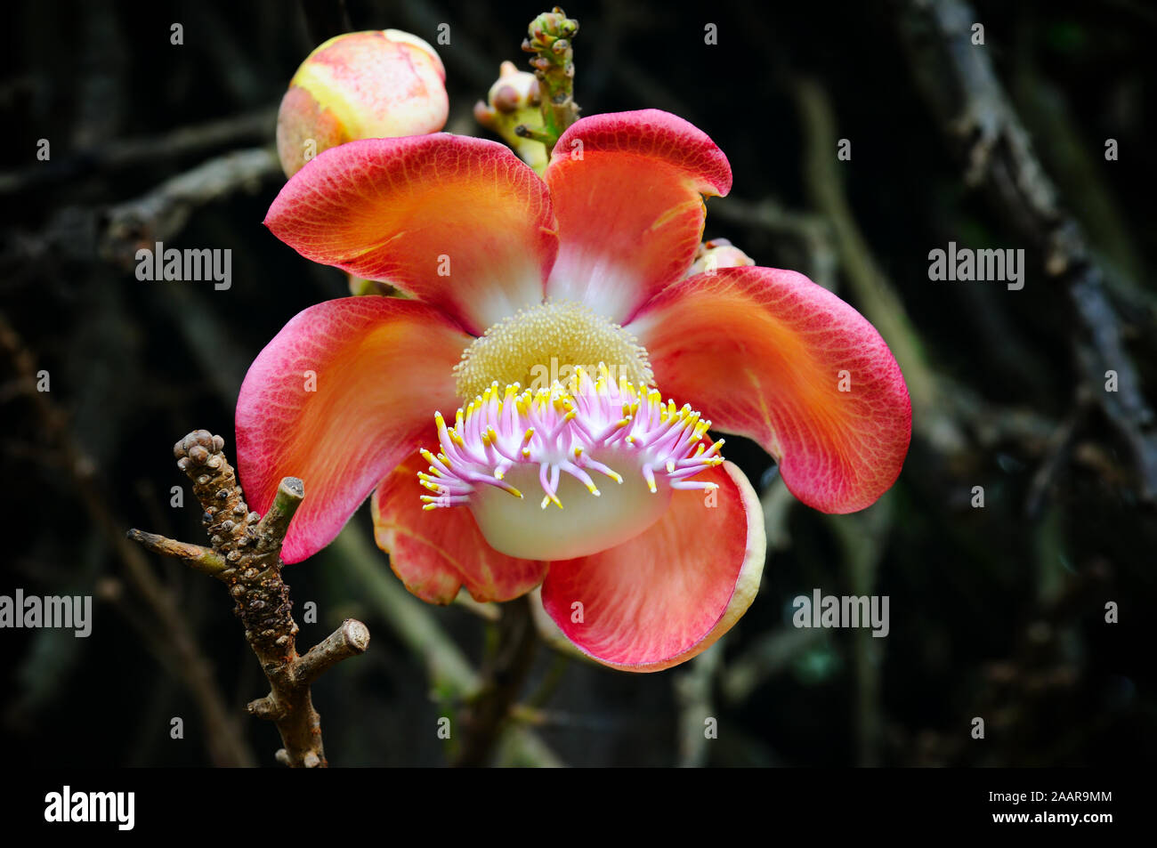 Bodhi tree flower hi-res stock photography and images - Alamy