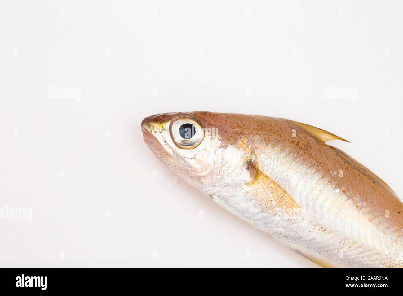 An example of a Poor Cod, Trisopterus minutus, that was caught beach ...