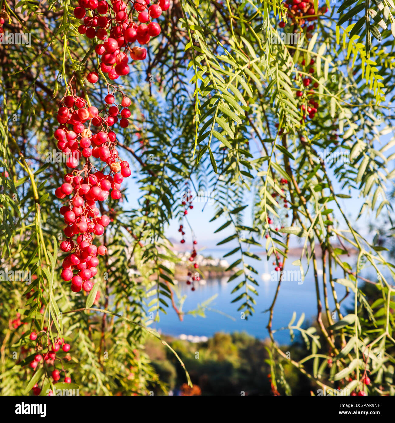 Branches of Brazilian pepper (Schinus terebinthifolius or aroeira or ...