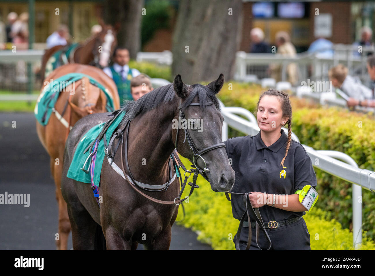 Grooms Leading Horses to the Track at Ripon Races , Yorkshire UK Stock ...