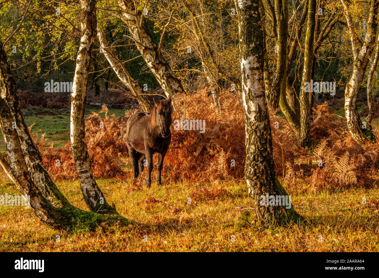 New Forest Pony at Rest Denny Wood The New Forest Hampshire England ...
