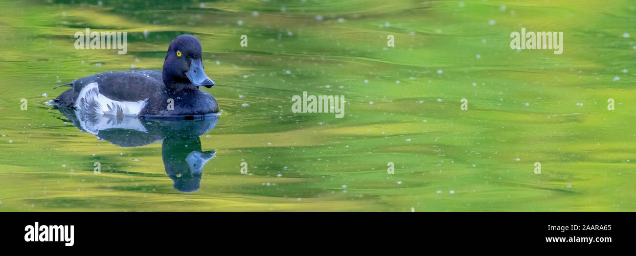 Bird wadding hi-res stock photography and images - Alamy