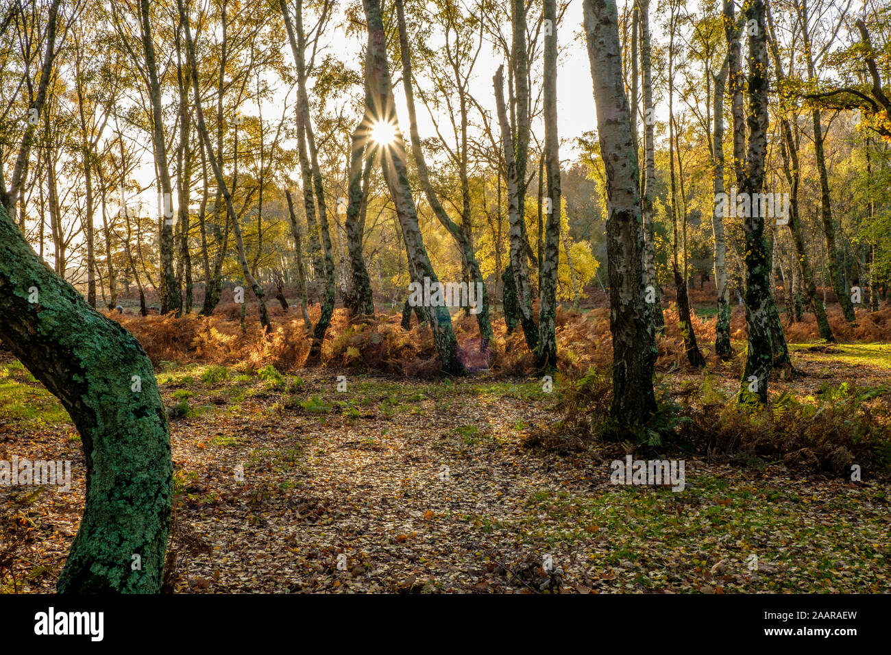 Denny wood hampshire hi-res stock photography and images - Alamy