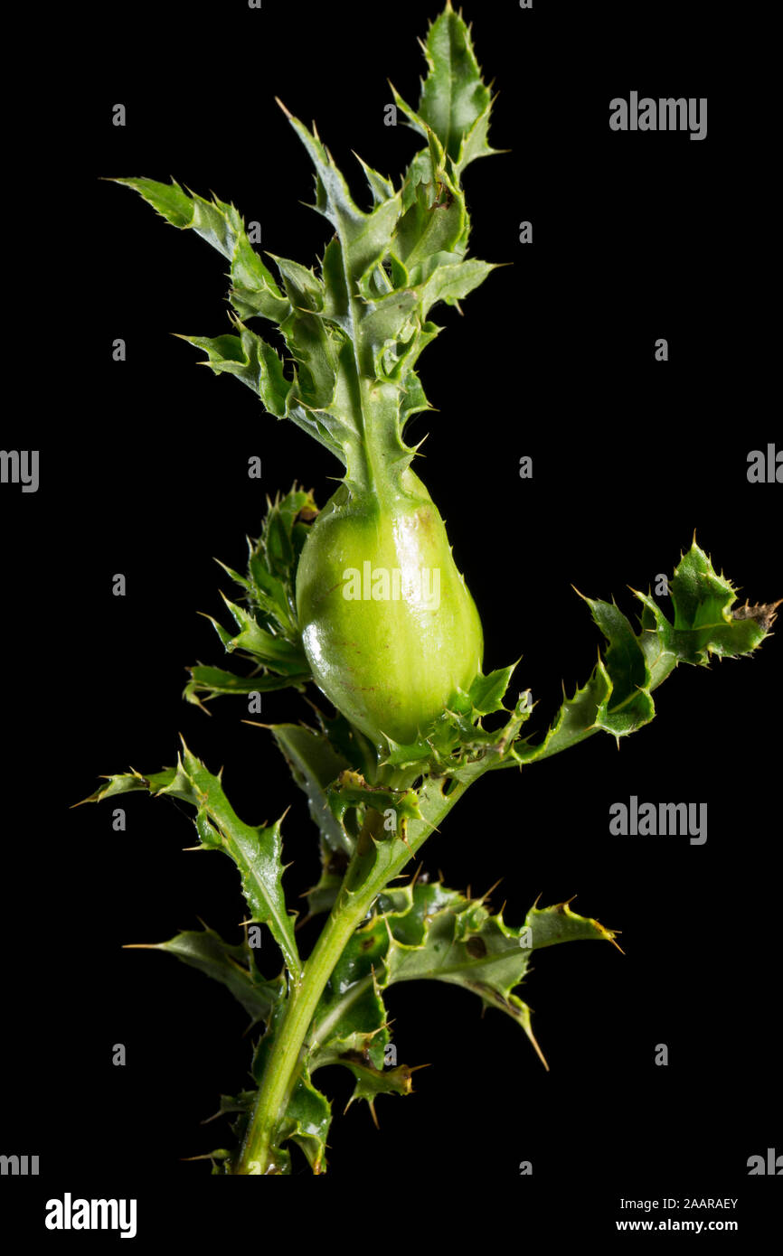 An example of a thistle gall on a Creeping Thistle, Cirsium arvense ...