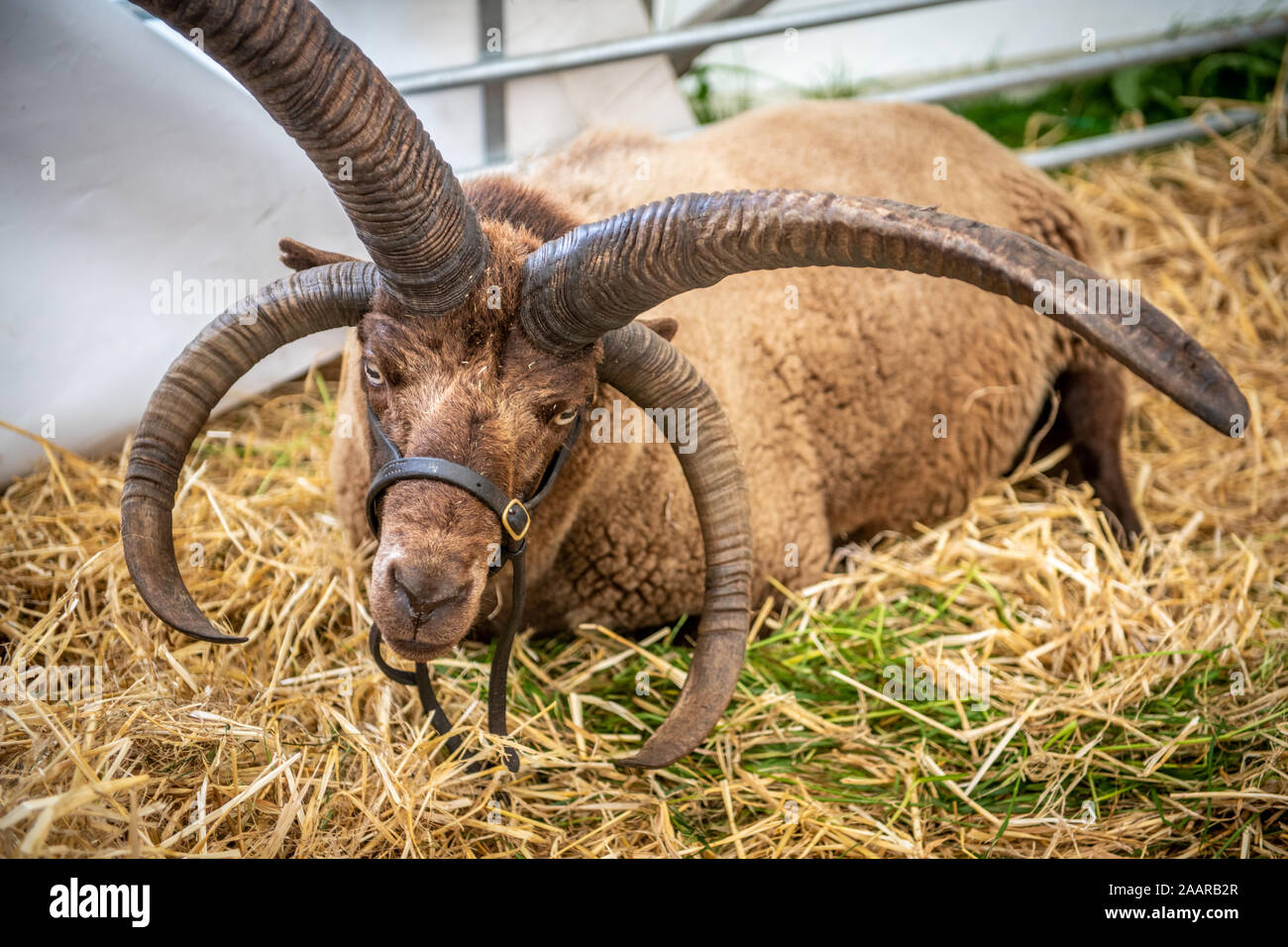 A large horned ram at the Great Yorkshire Show, Harrogate, Yorkshire ...