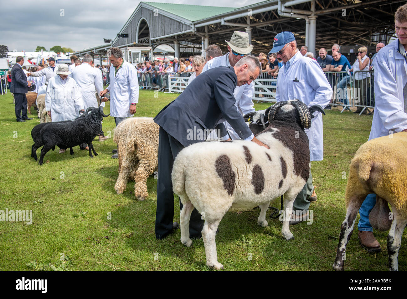 Judges examine different breeds of sheep participating in the Great ...