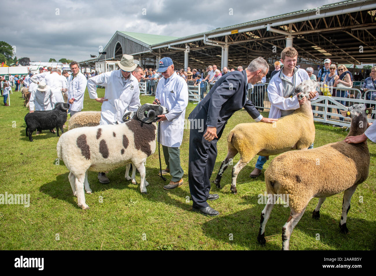 Judges Examine Different Breeds Of Sheep Participating In The Great