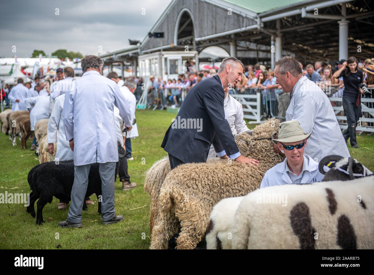 Judges Examine Different Breeds Of Sheep Participating In The Great