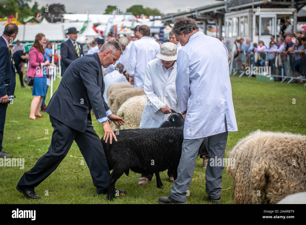Judges Examine Different Breeds Of Sheep Participating In The Great