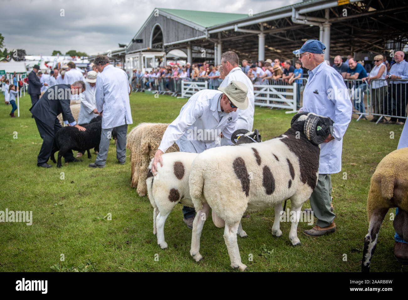 Judges Examine Different Breeds Of Sheep Participating In The Great