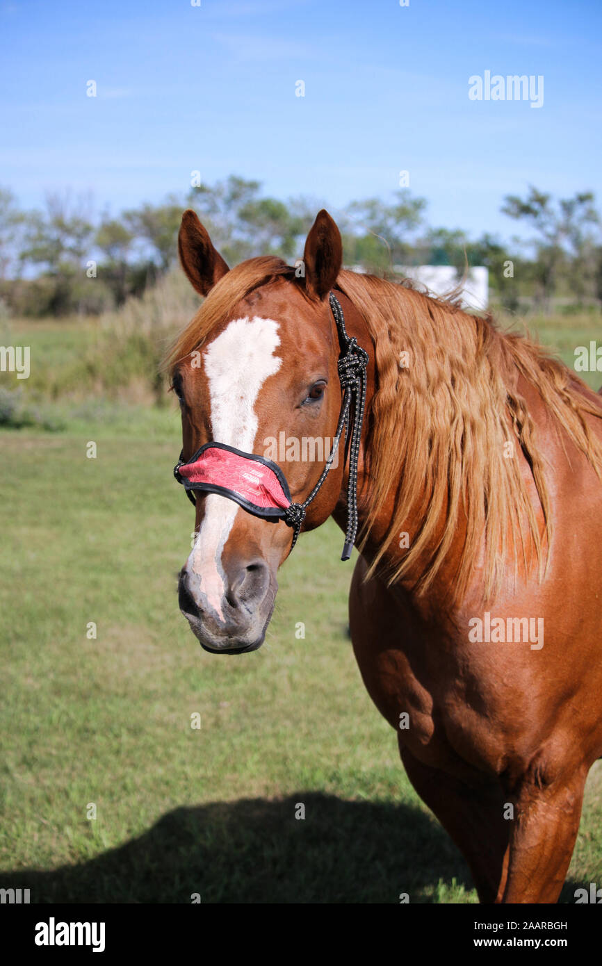 Red Roan Horse High Resolution Stock Photography and Images - Alamy