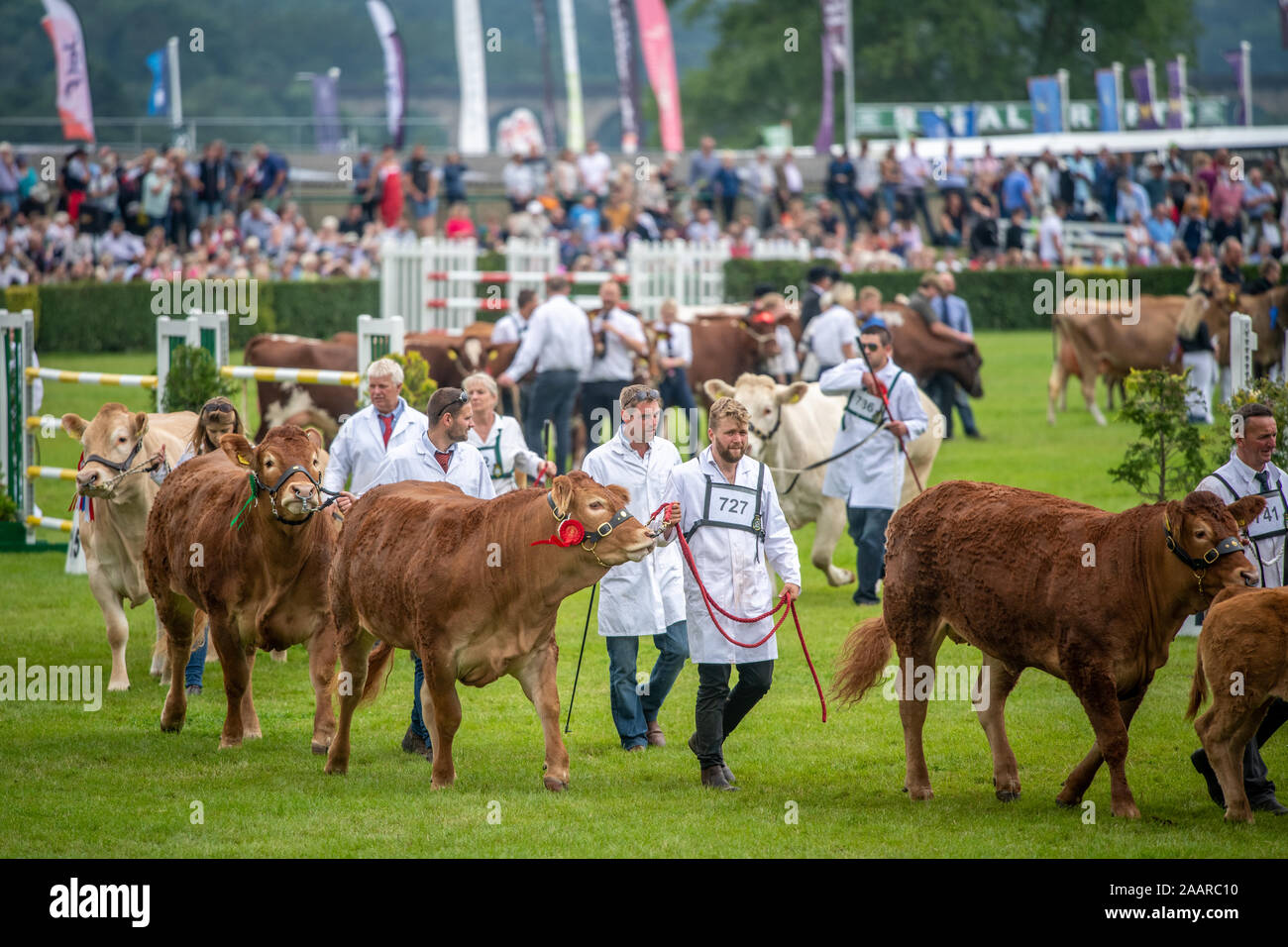 Different breeds of cattle are asked around the fairgrounds of the ...