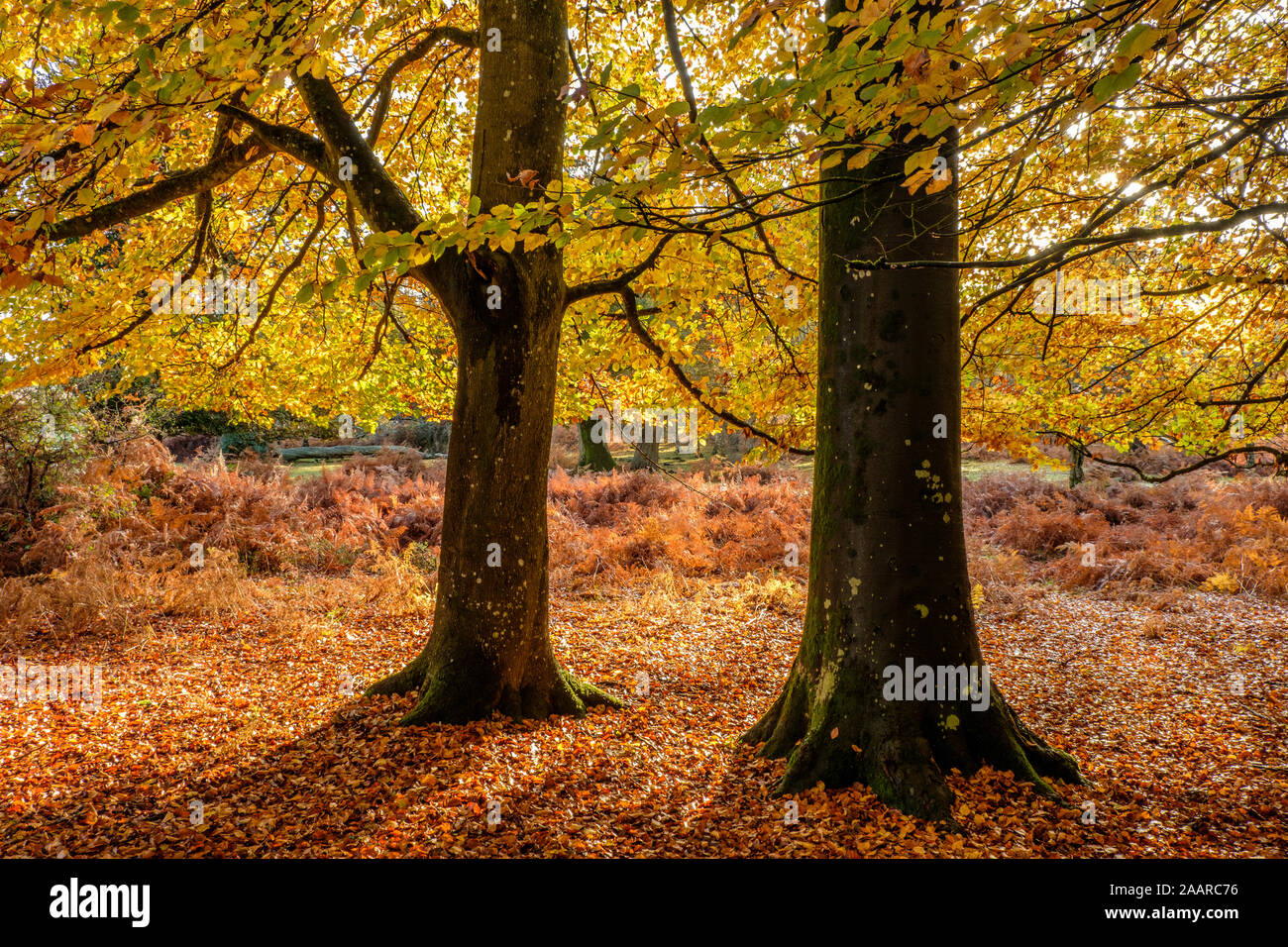 Denny wood hampshire hi-res stock photography and images - Alamy