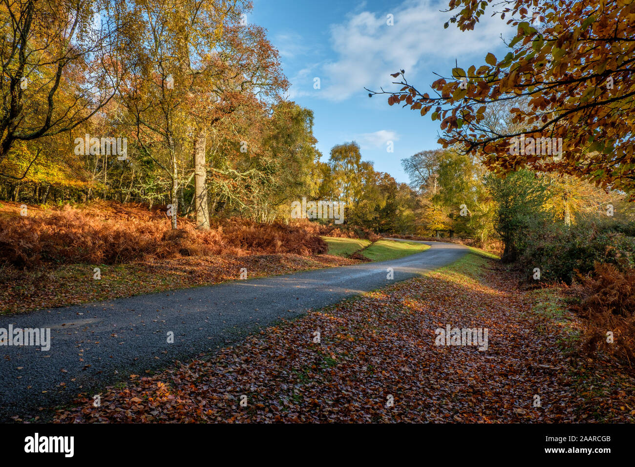 Road Through Denny Wood The New Forest Hampshire England Stock Photo ...