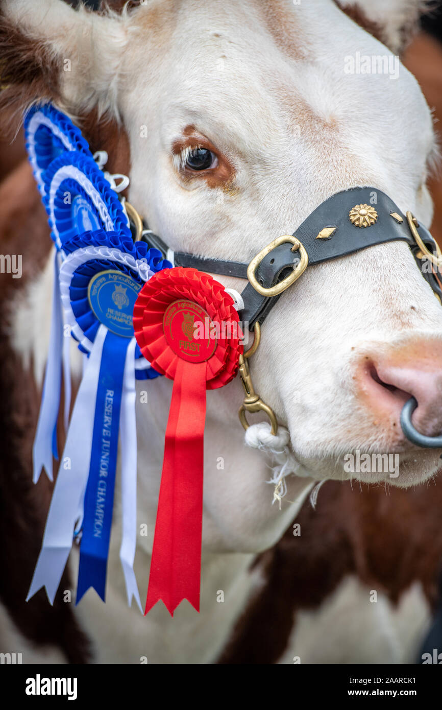 Ribbons adorn the award winning cattle of the Great Yorkshire Show ...