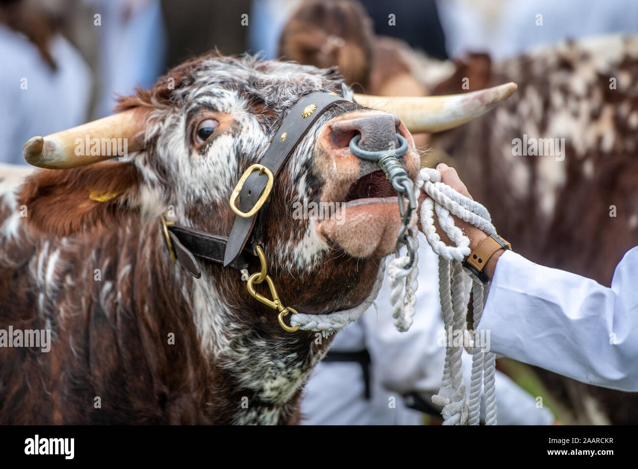 Mooing hi-res stock photography and images - Alamy