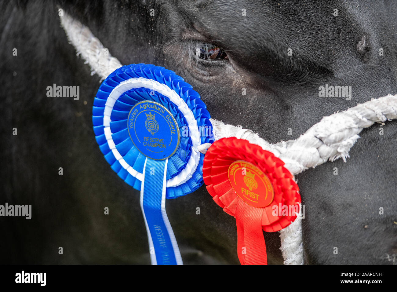 Winning cattle hi-res stock photography and images - Alamy