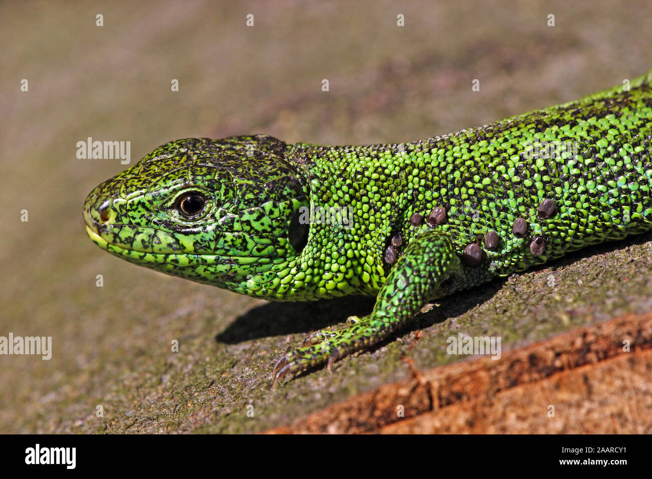 Mannchen zauneidechse hi-res stock photography and images - Alamy