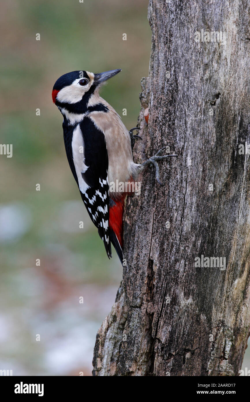 Picoides major hi-res stock photography and images - Alamy