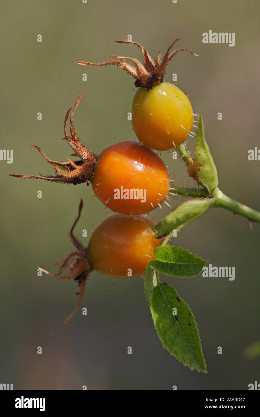 Apfel-Rose (Rosa villosa) Fruchtstand Stock Photo - Alamy