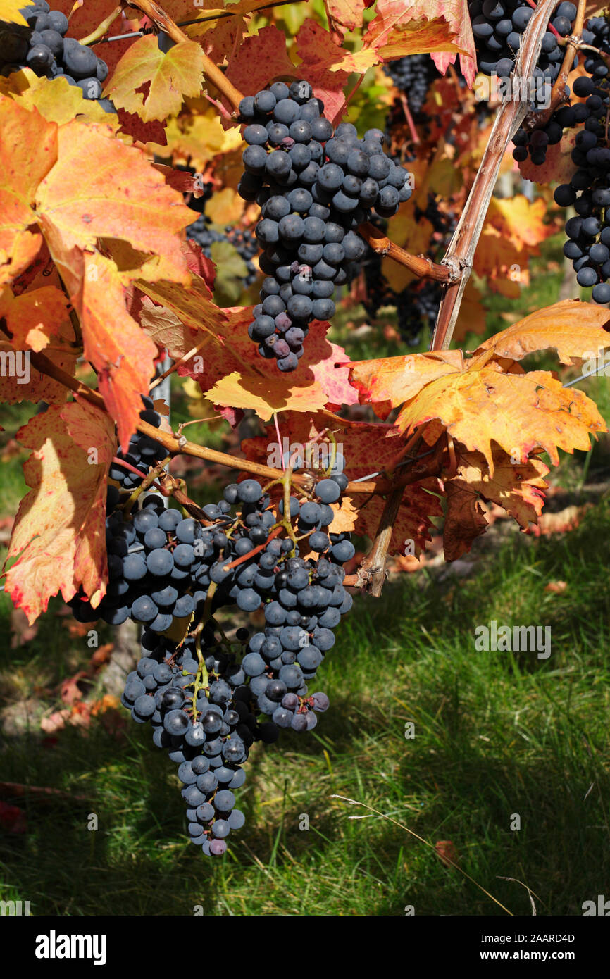 Rote weintrauben hi-res stock photography and images - Alamy