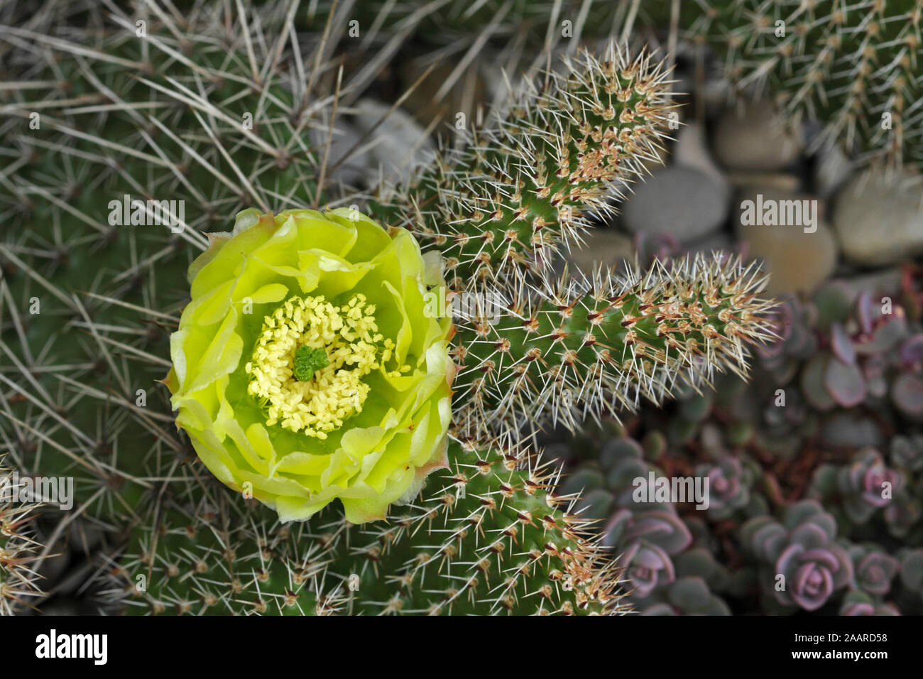 Opuntia fragilis hi-res stock photography and images - Alamy