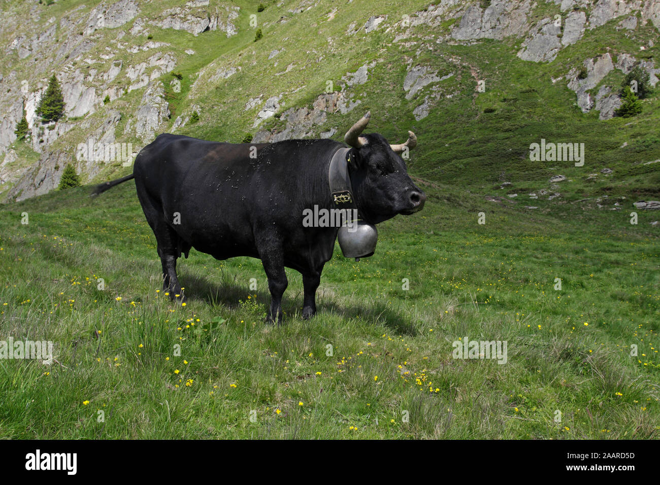 Rinder auf der wiese hi-res stock photography and images - Alamy