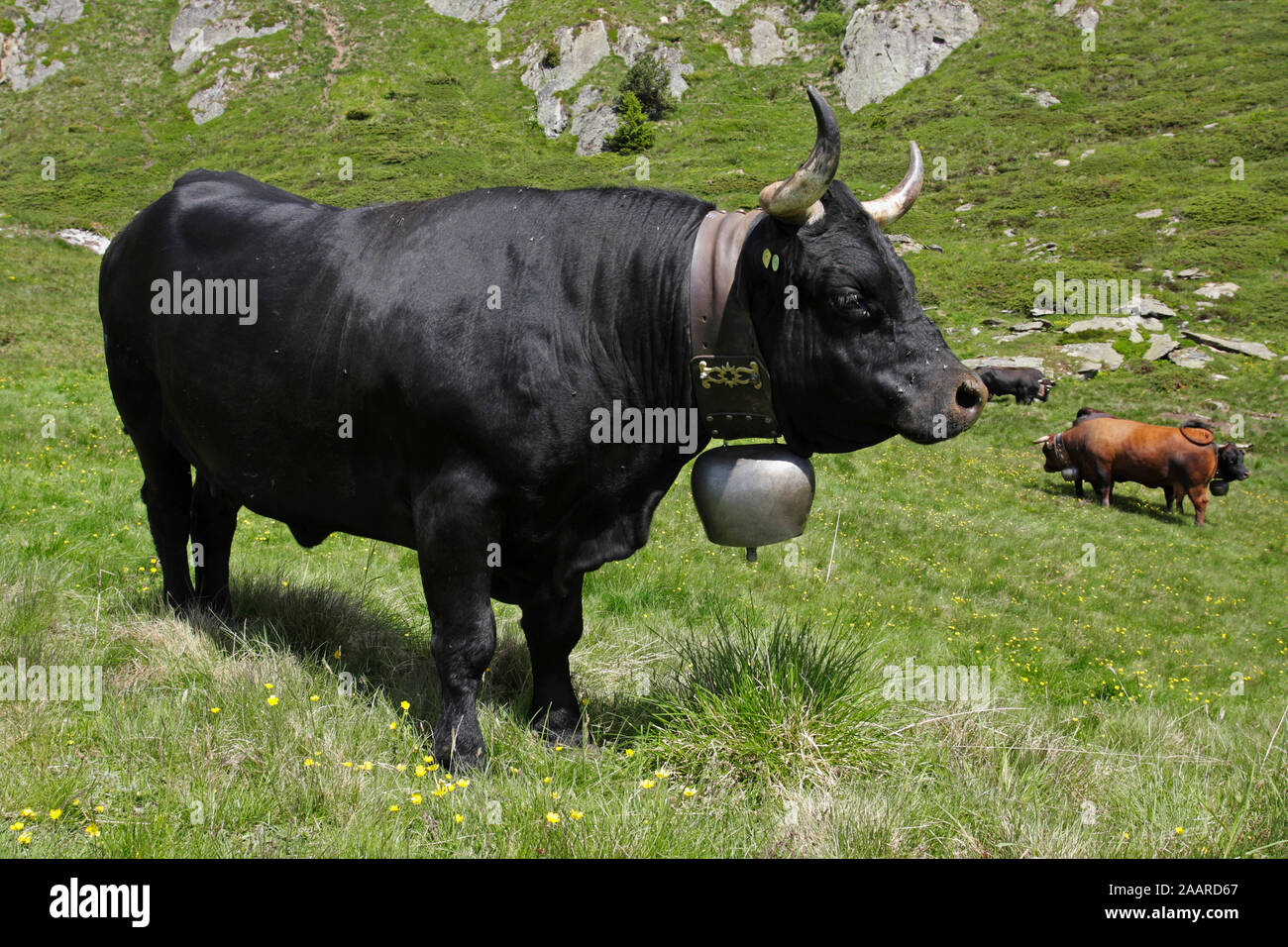 Kuh kueh kuh hi-res stock photography and images - Alamy