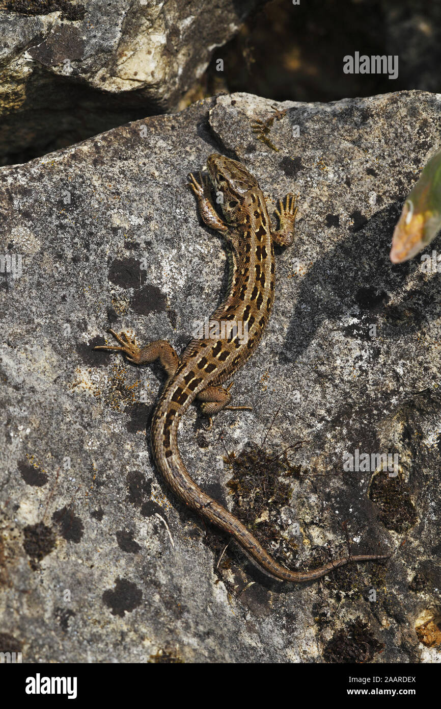 Zecken High Resolution Stock Photography and Images - Alamy