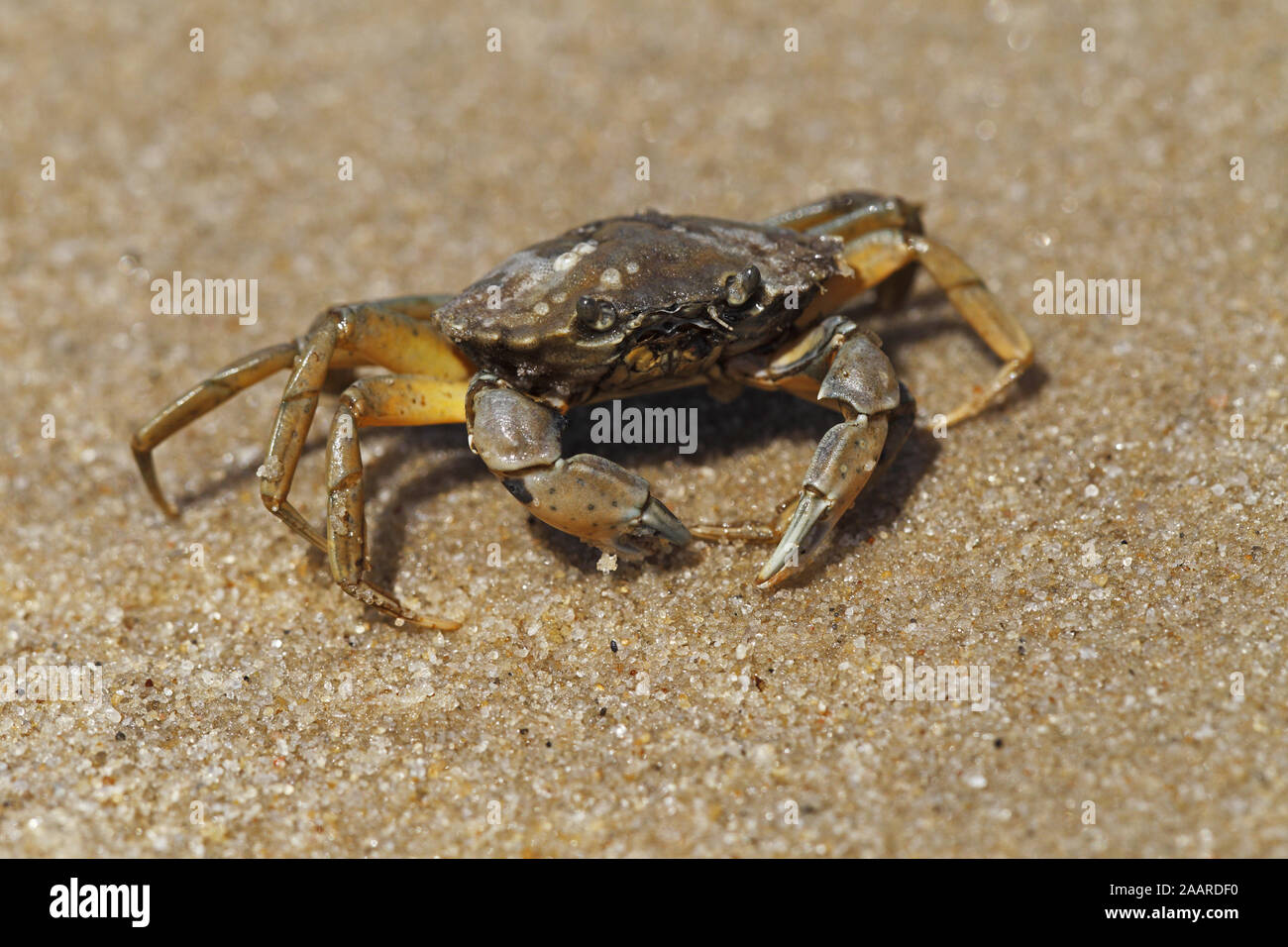 Strandkrabbe (Carcinus maenas Stock Photo - Alamy
