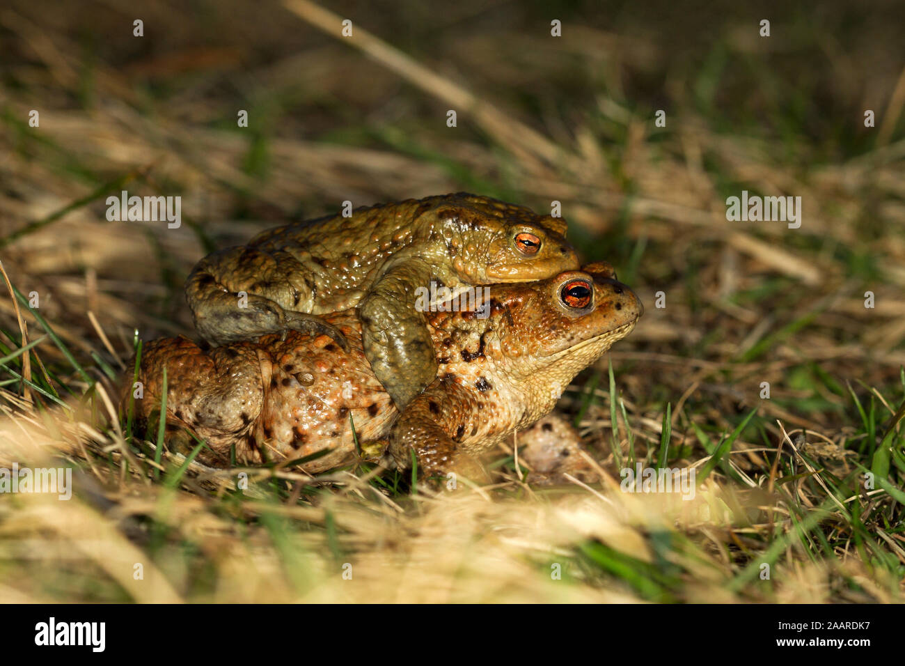 Erdkröte bufo hi-res stock photography and images - Alamy