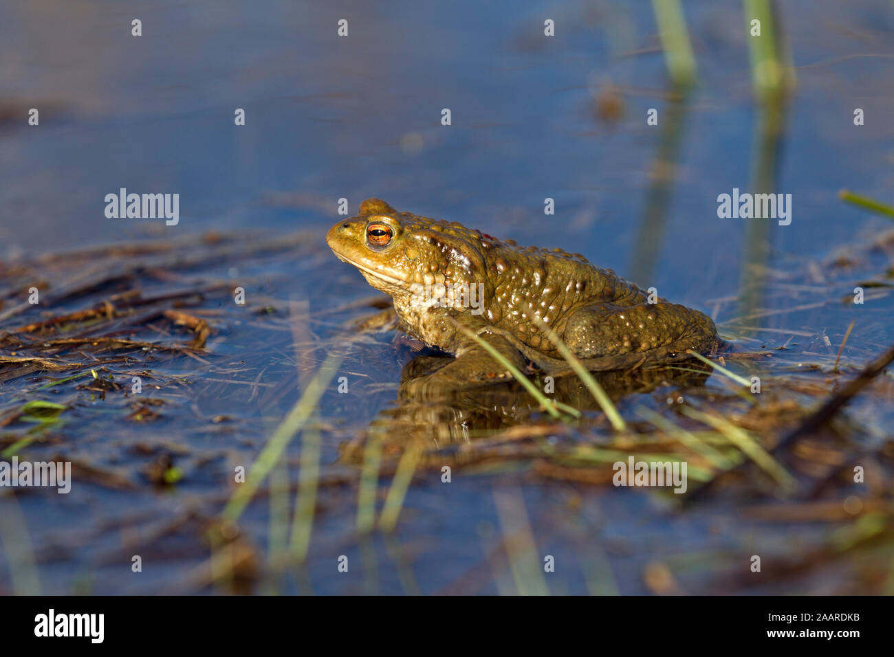 Stehende gewaesser hi-res stock photography and images - Alamy