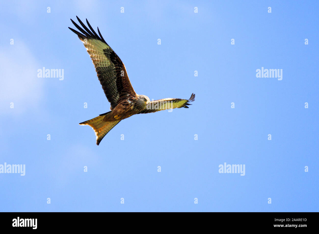 Roter vogel hi-res stock photography and images - Alamy