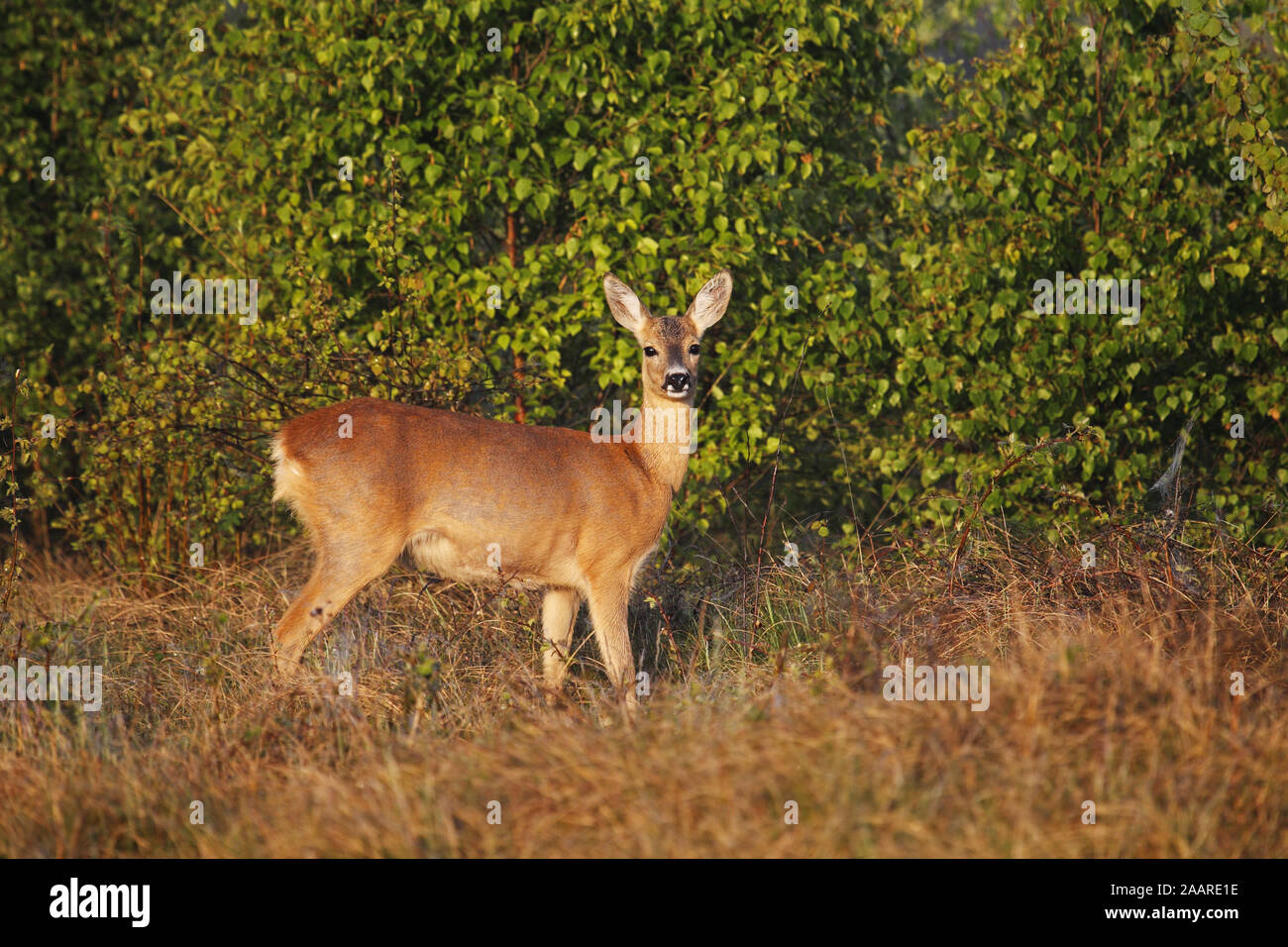 Reh (Capreolus capreolus Stock Photo - Alamy