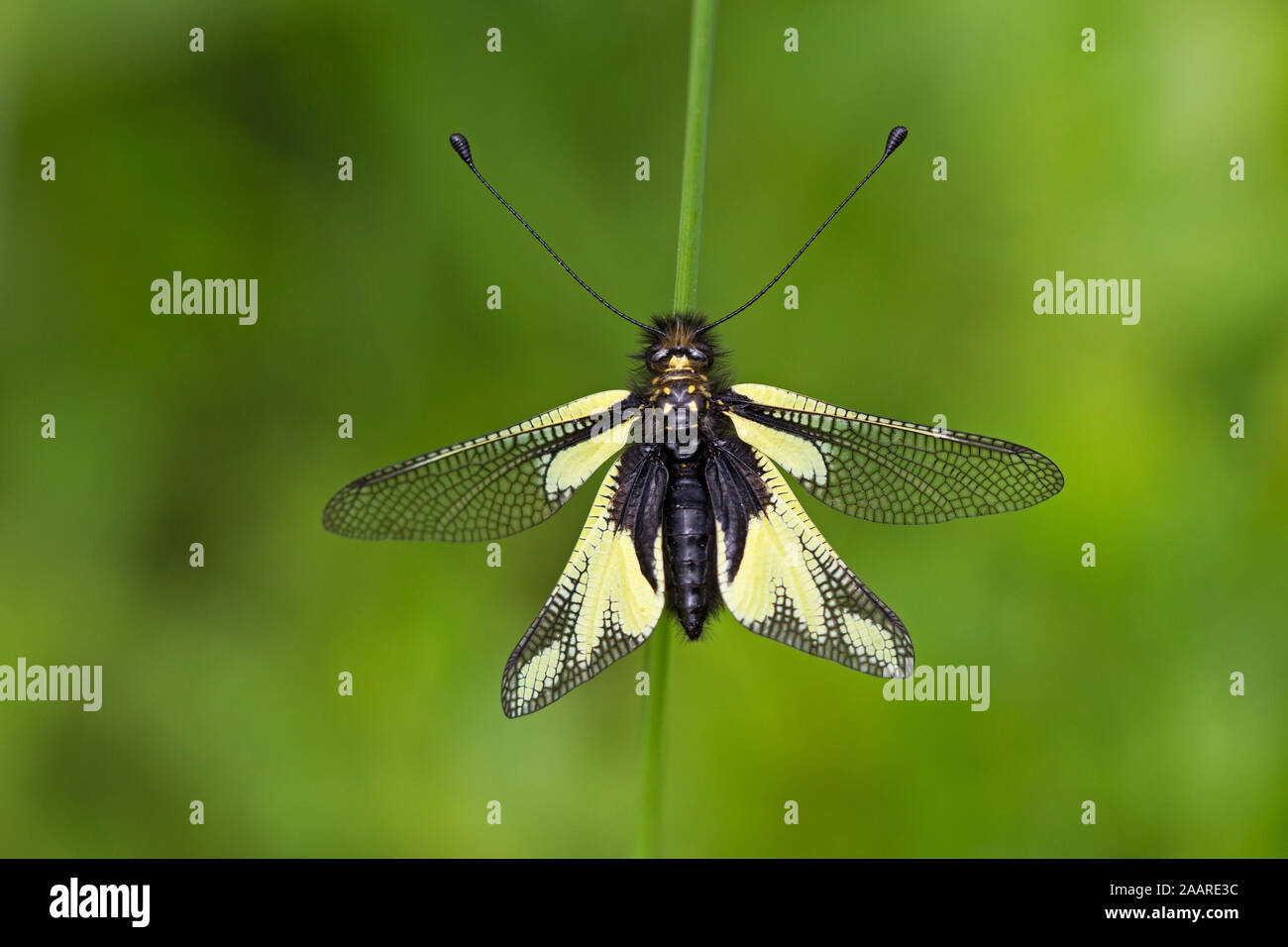 Schmetterlingshaft (Libelloides coccaius Stock Photo - Alamy