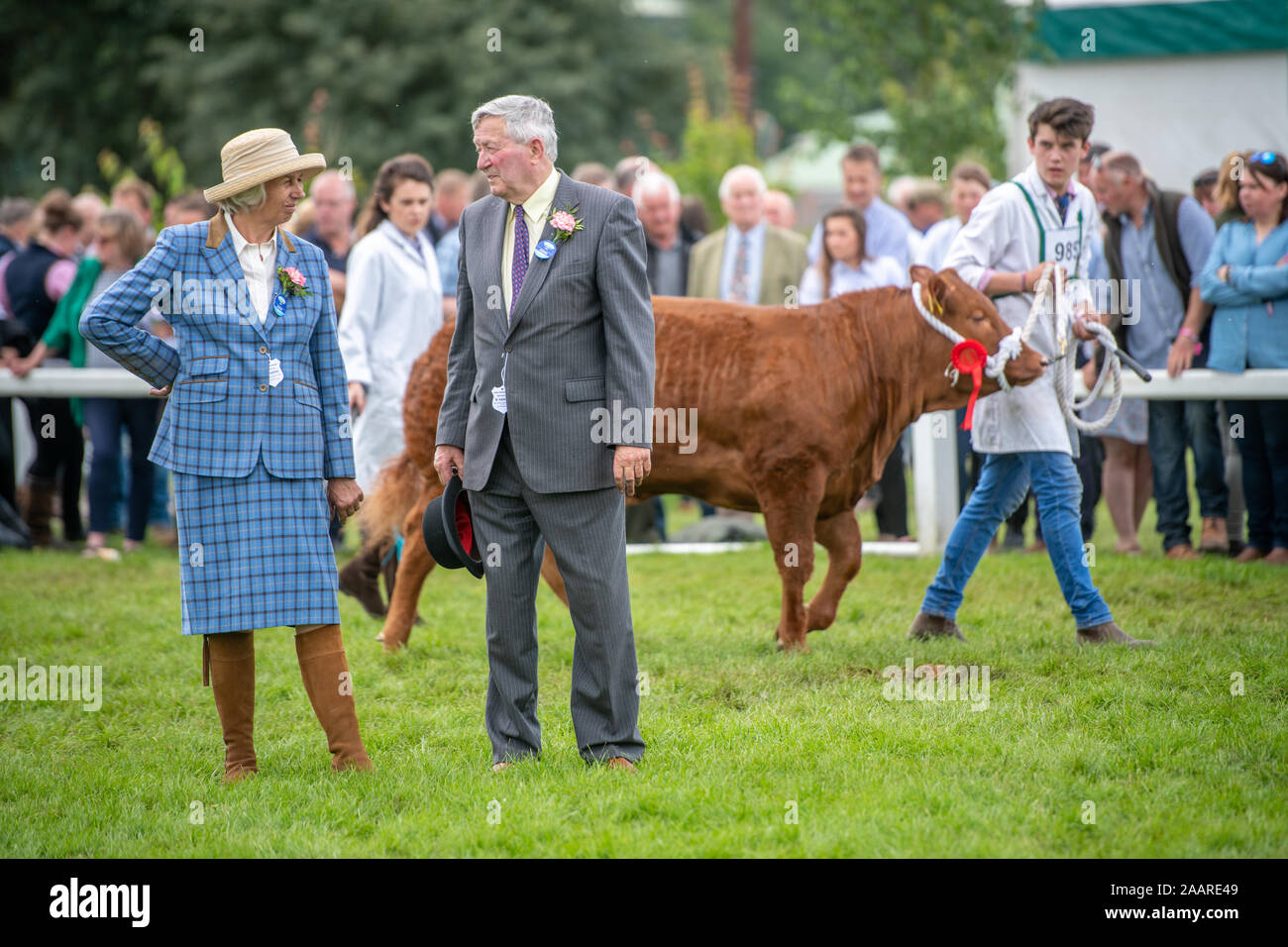 Judges examine different breeds of cattle participating in the Great ...