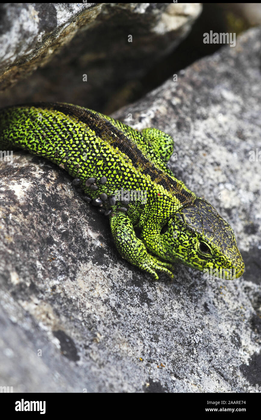 Mannchen Zauneidechse High Resolution Stock Photography and Images - Alamy