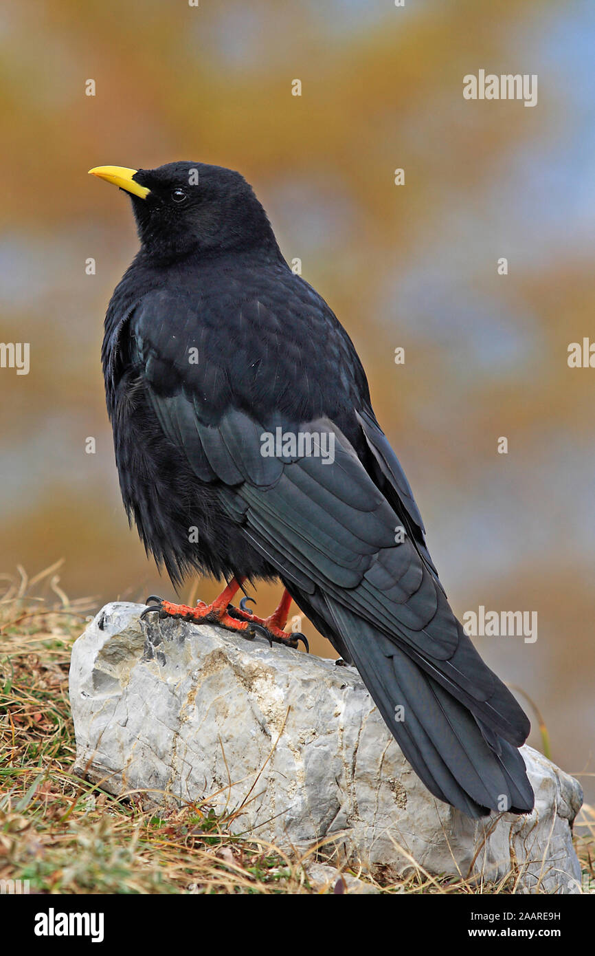 Alpendohle (Pyrrhocorax graculus Stock Photo - Alamy