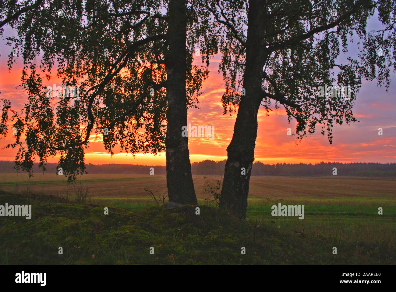 See wald sommer nebel hi-res stock photography and images - Alamy