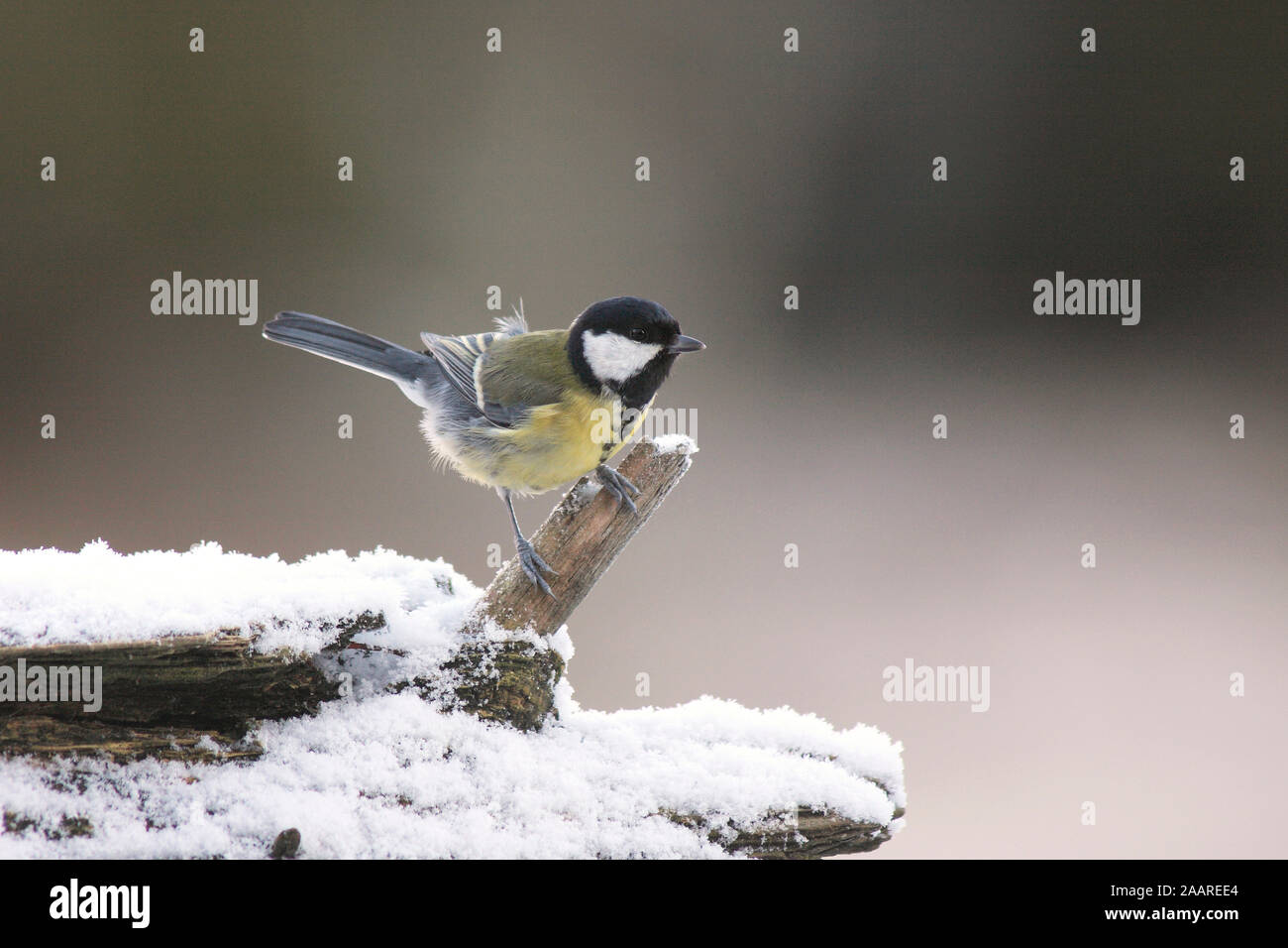 Parus major hi-res stock photography and images - Alamy
