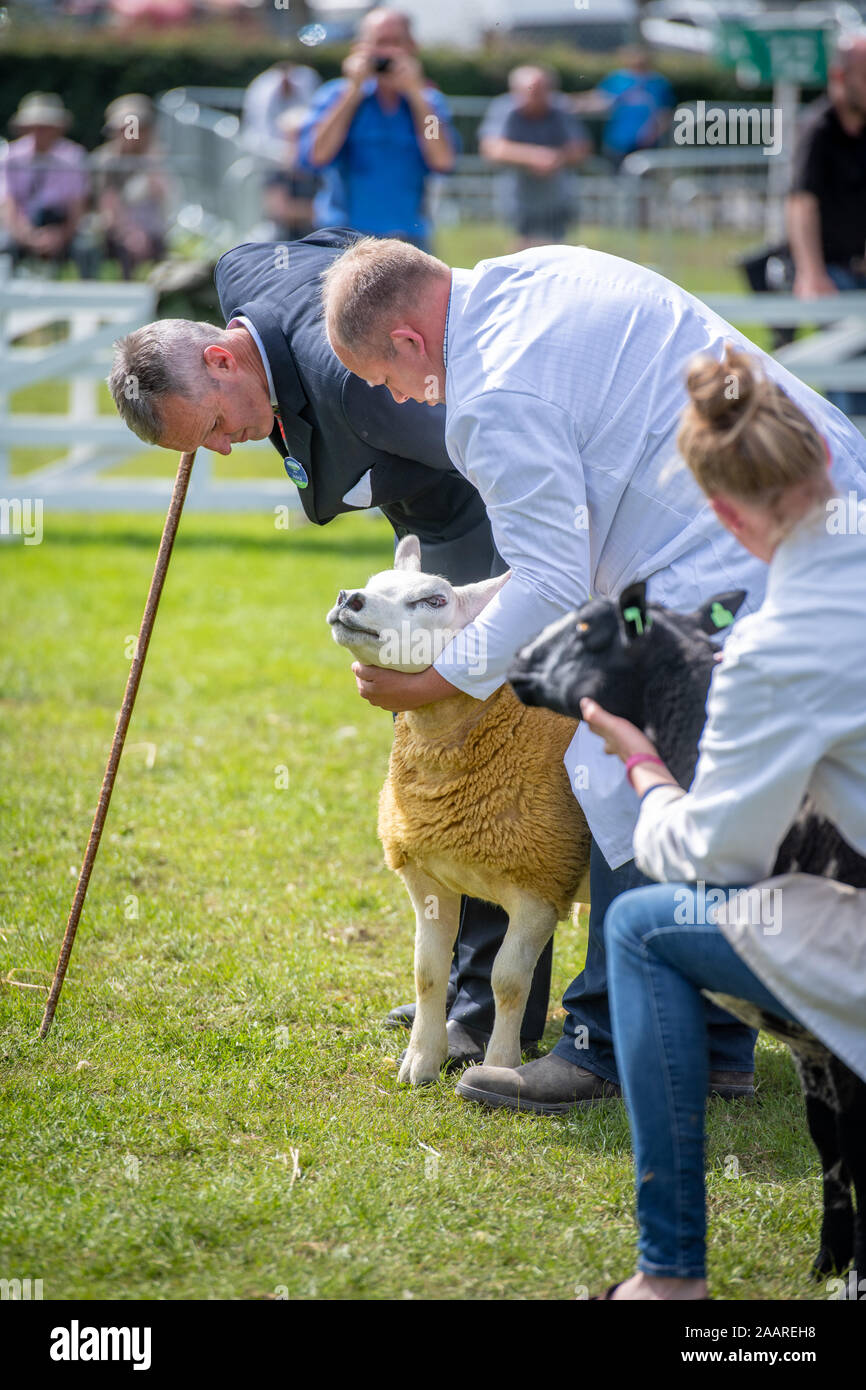 Judges examine different breeds of sheep participating in the Great ...