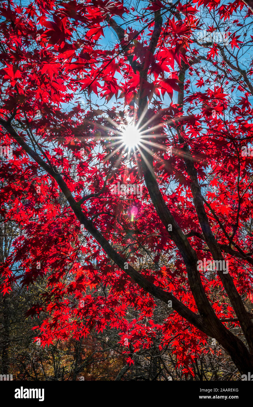 Sunbeams through maple branches hi-res stock photography and images - Alamy
